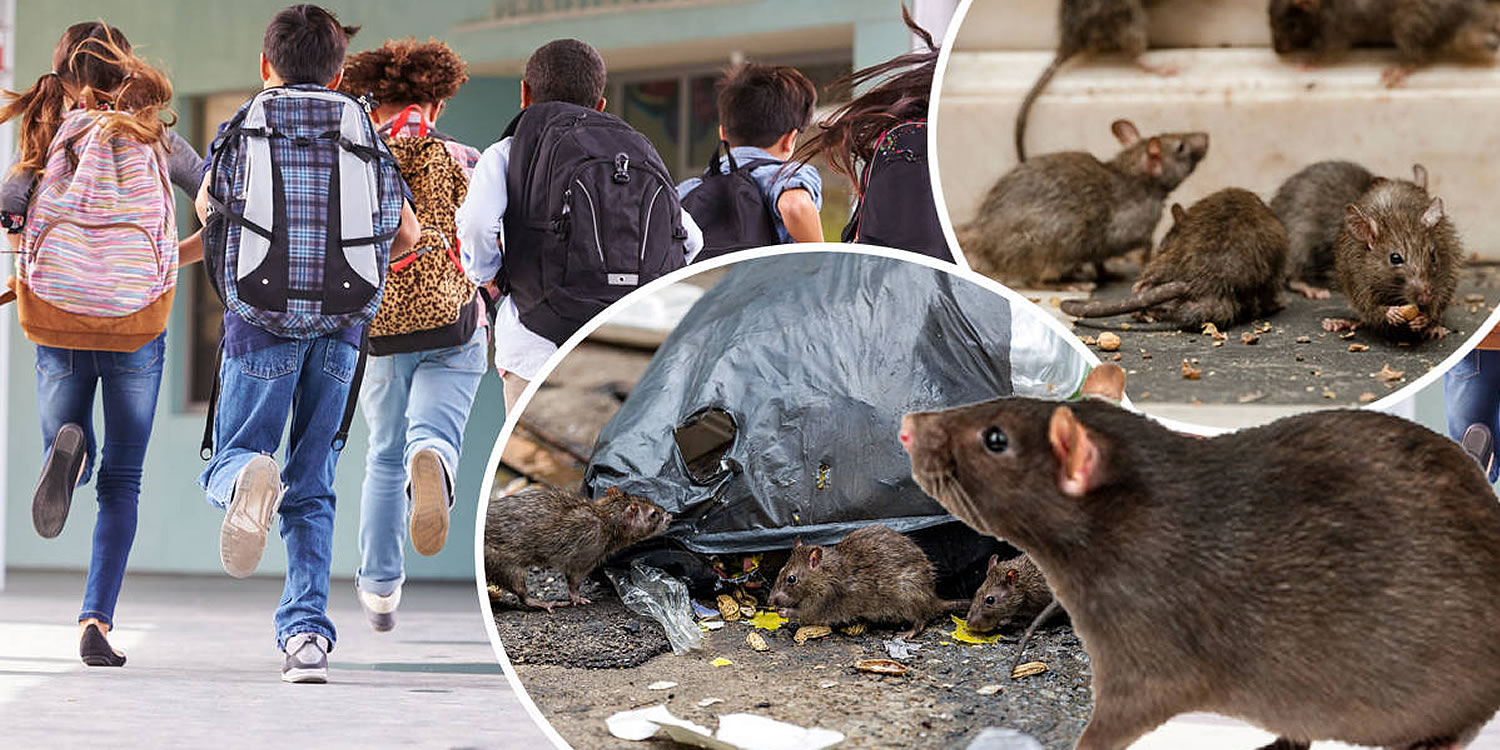 Control de Ratas y Ratones – Control de Plagas en Antequera